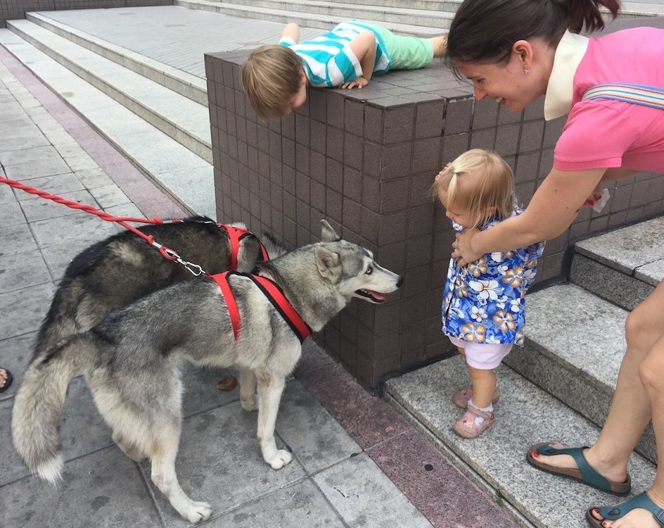 How did encyclopedic flash cards help us spot a Siberian Husky in ...