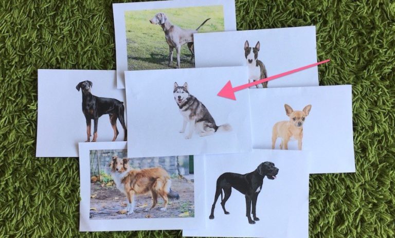 How did encyclopedic flash cards help us spot a Siberian Husky in ...
